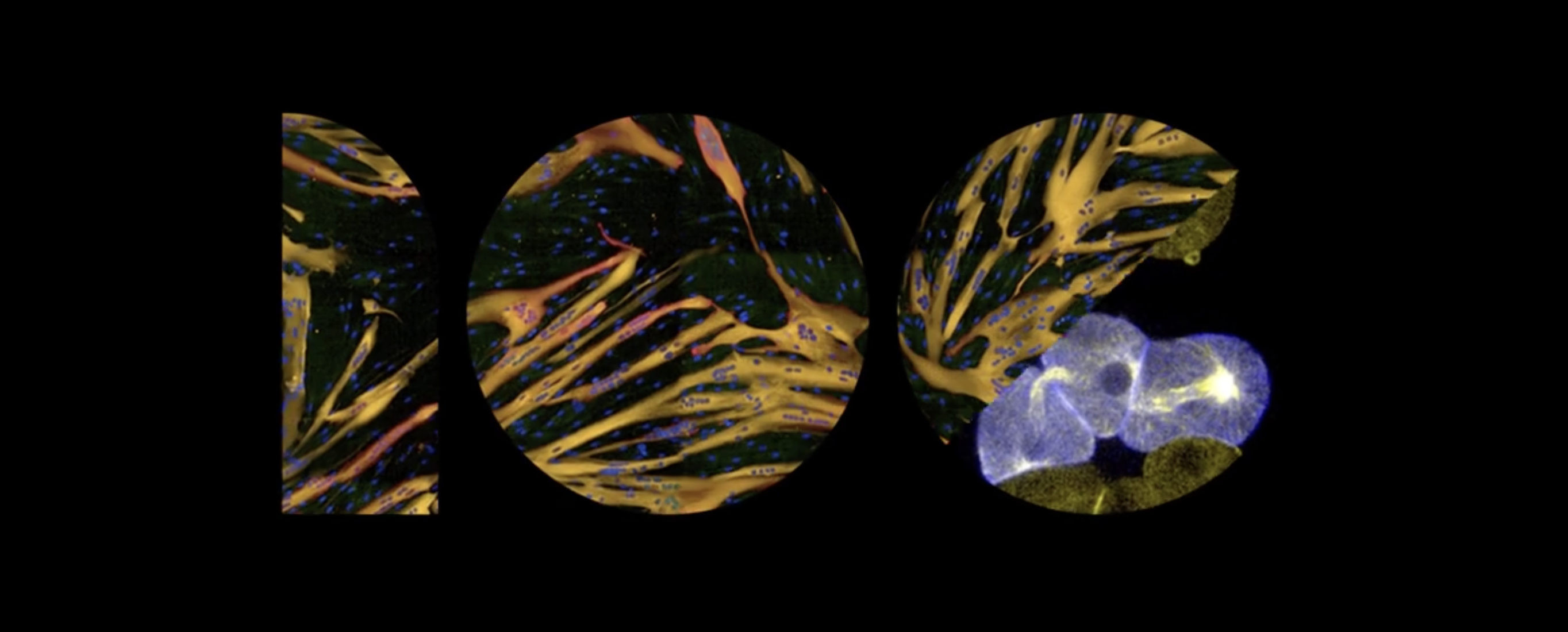 L2D at the The Company of Biologists @ 100 Conference - Learn to discover